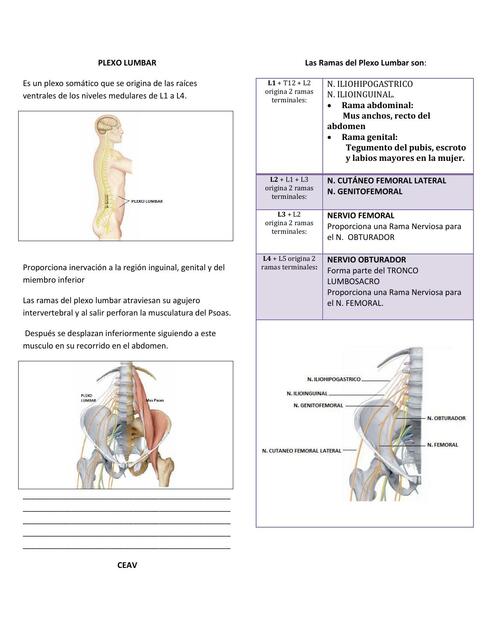 Anatomia, Plexo Lumbar | Jessy González | uDocz