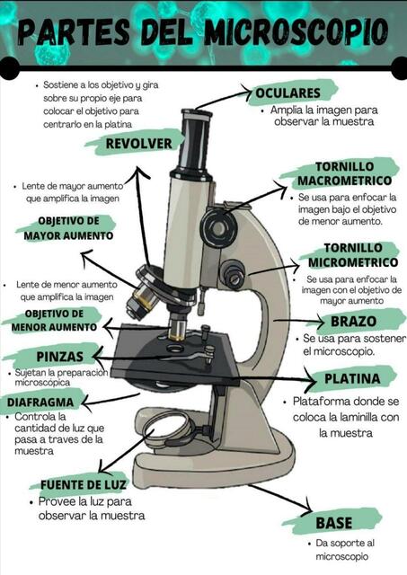 Partes del microscopio | fraii | uDocz