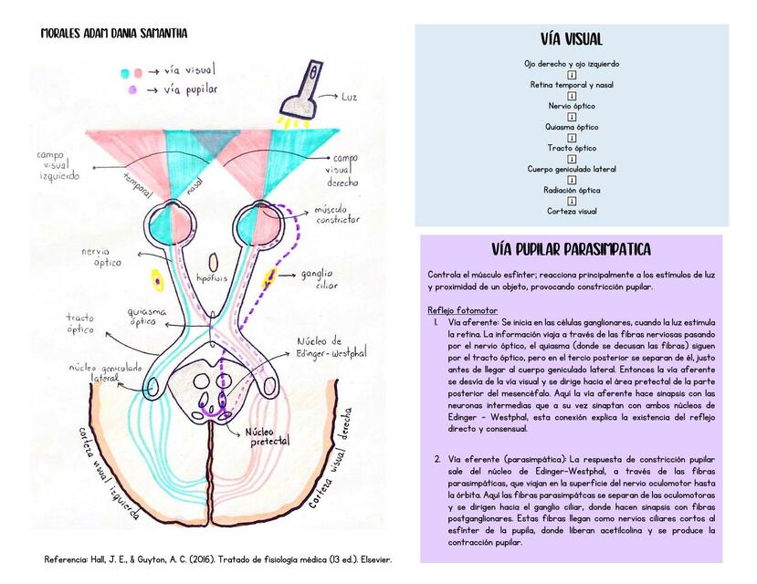 Vía visual | IOVANNY CRUZ OJEDA | uDocz