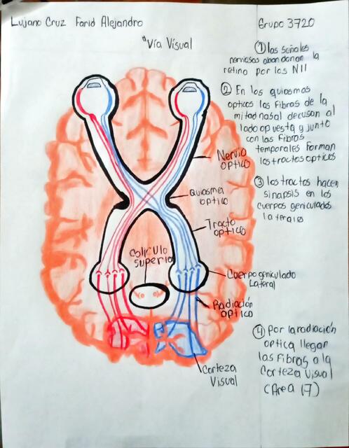 Vía visual resumen | IOVANNY CRUZ OJEDA | uDocz