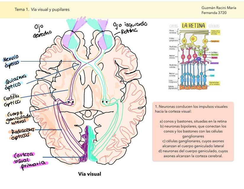 Vía visual | IOVANNY CRUZ OJEDA | uDocz