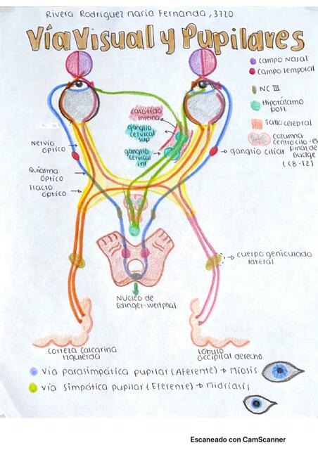 Vía visual | IOVANNY CRUZ OJEDA | uDocz