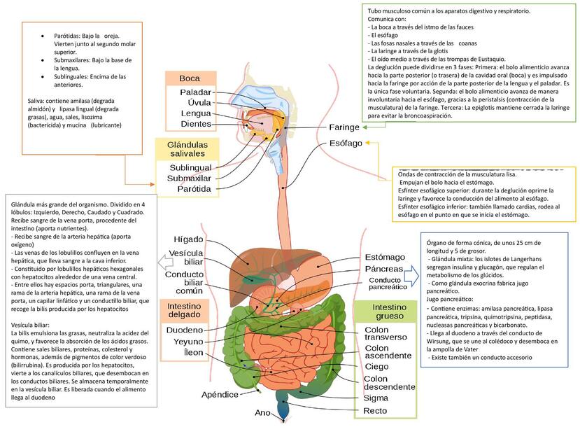 SIstema digestivo | Mayra | uDocz