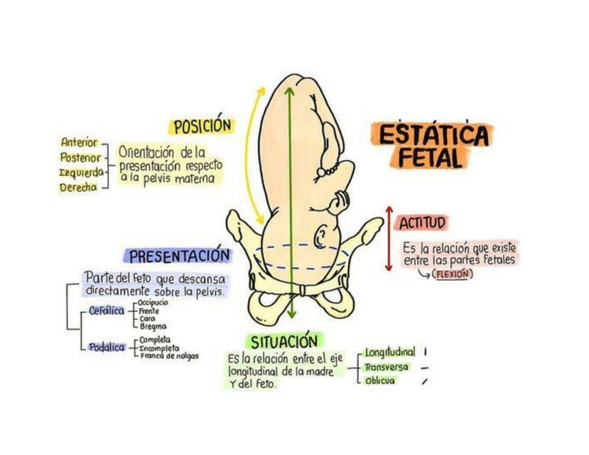 Estática fetal | fraii | uDocz