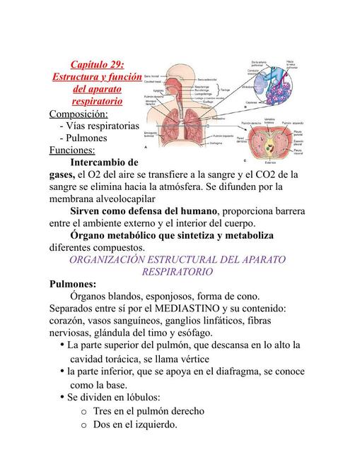 ESTRUCTURA Y FUNCIÓN DEL APARATO RESPIRATORIO | Marce | uDocz