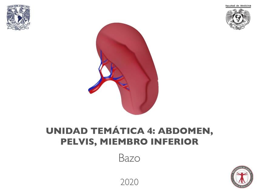 Anatomia del bazo clase | IOVANNY CRUZ OJEDA | uDocz