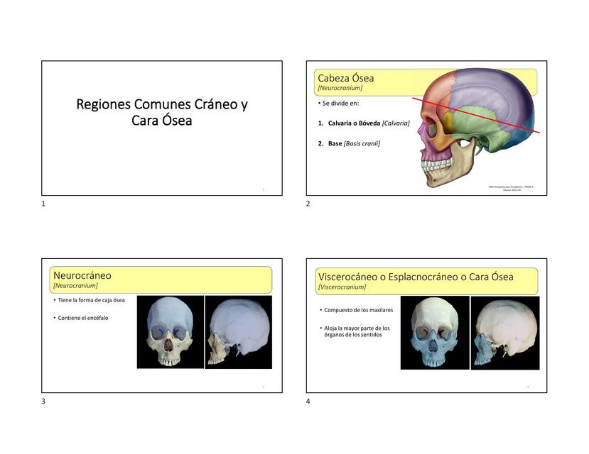 Regiones Comunes de Craneo y Cara ósea | MARTINA OPAZO MUÑOZ | uDocz
