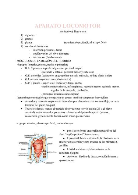 Aparato Locomotor anatomia | Ana Moutounet | uDocz