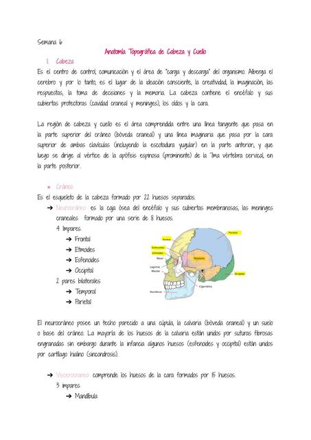 Anatomía de cabeza y cuello | uDocz