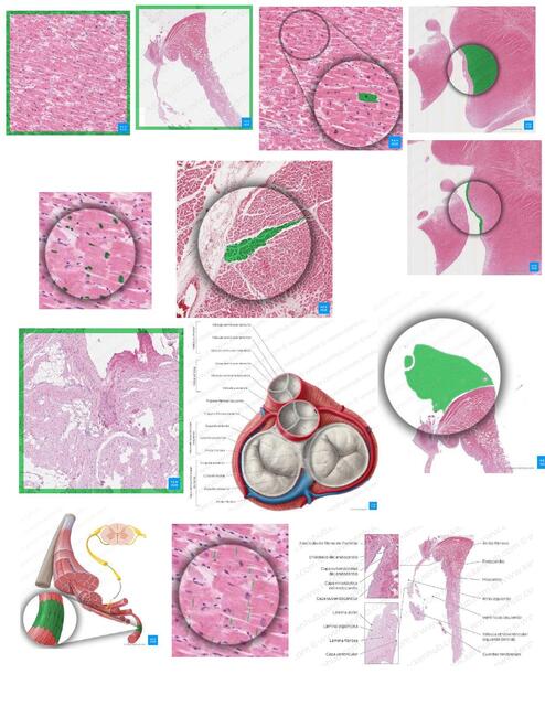 Cardiovascular | Paola Alvarado | uDocz