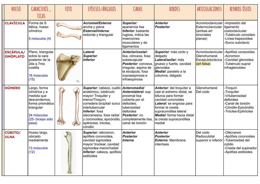 Huesos tabla | Sofia Savoy | uDocz