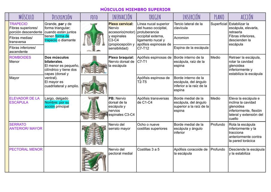 Tabla músculos | Sofia Savoy | uDocz