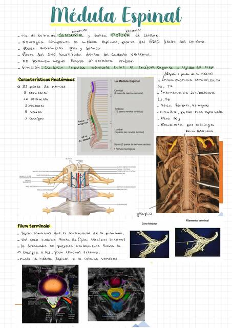 Médula Espinal | Nayhara Milhomens | uDocz