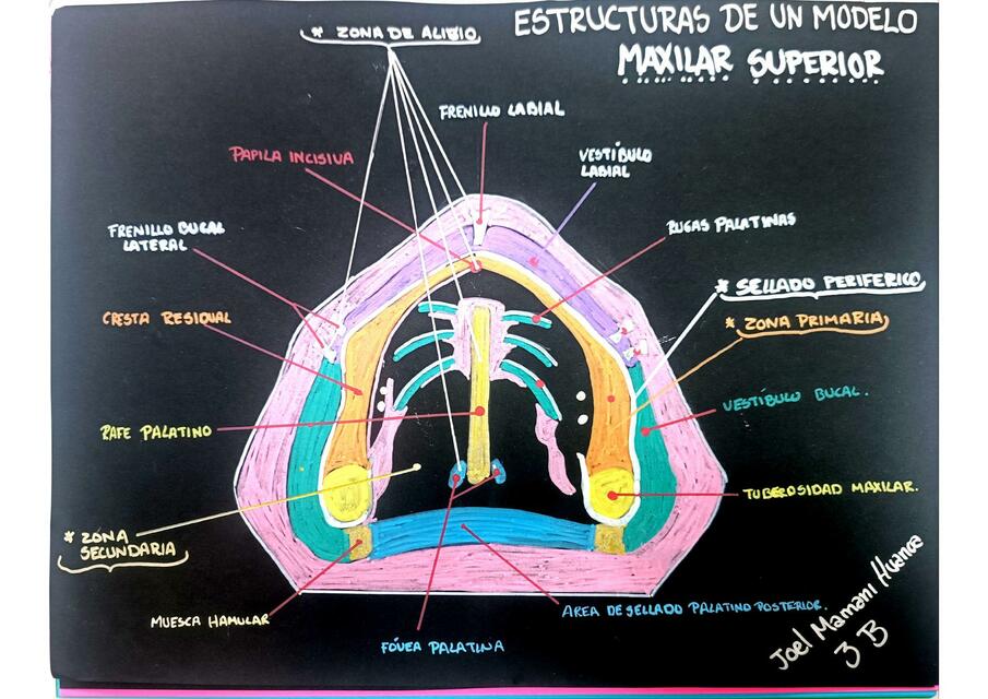 Estructuras de un Modelo Maxilar Superior | Joel Mamani | uDocz