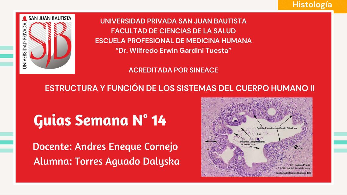 Guias Semana N 14 | yudith irene seminario injante | uDocz