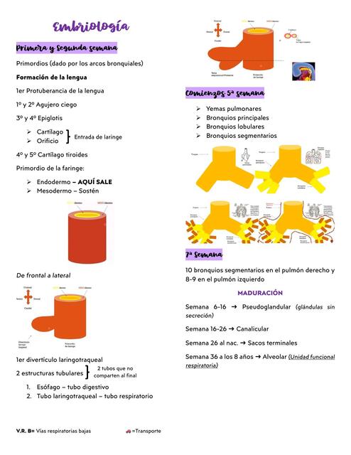 Flashcards de Neumología | Por Tania Duque García | uDocz