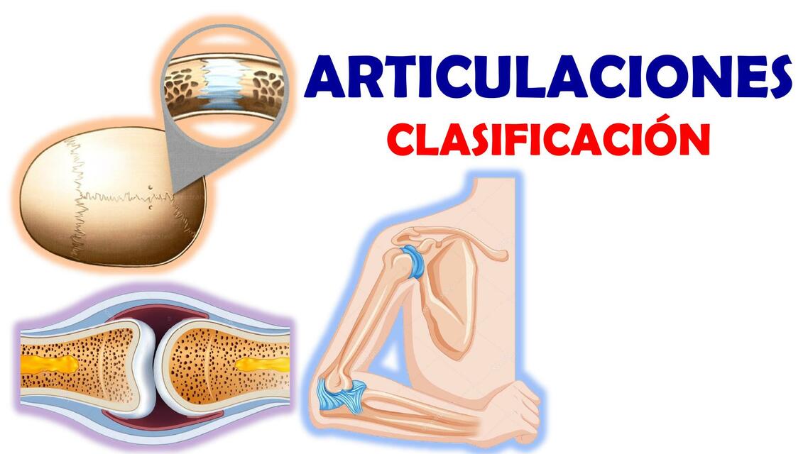 Articulaciones | Full ciencia | uDocz