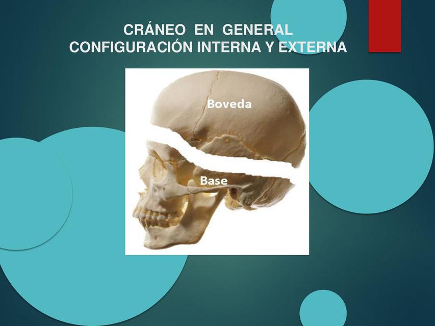 CRÁNEO EN GENERAL CONFIGURACIÓN INTERNA Y EXTERNA | Suturas | Fracturas ...