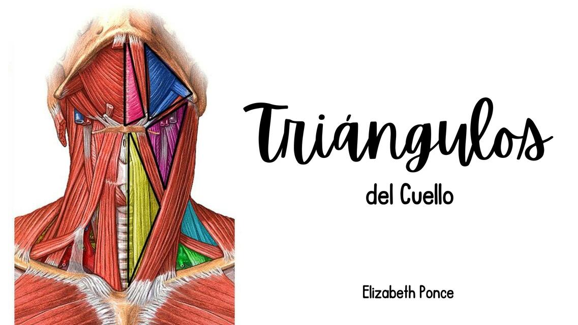 Triángulos del Cuello | Ramírez Ponce Elizabeth | uDocz
