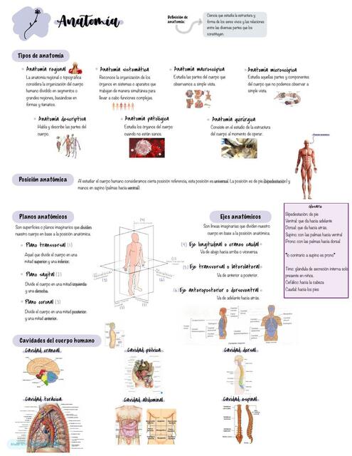 Introducción a la Anatomía | Miriam Alexa Valenzuela Tejada | uDocz