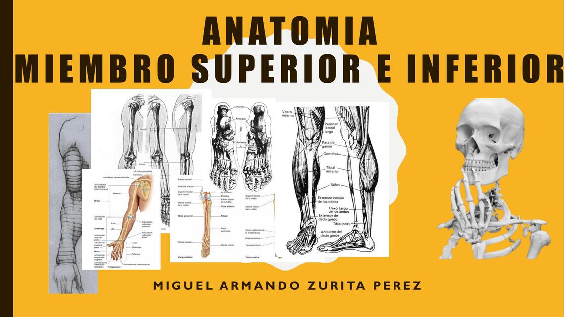 Miembro superior e inferior | Daniel Tafur | uDocz