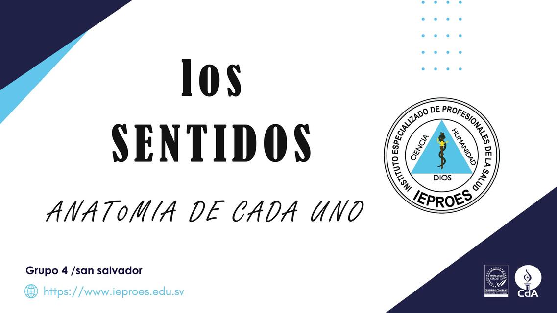 Los 5 sentidos anatomia resumen | Garcia Monterroza | uDocz