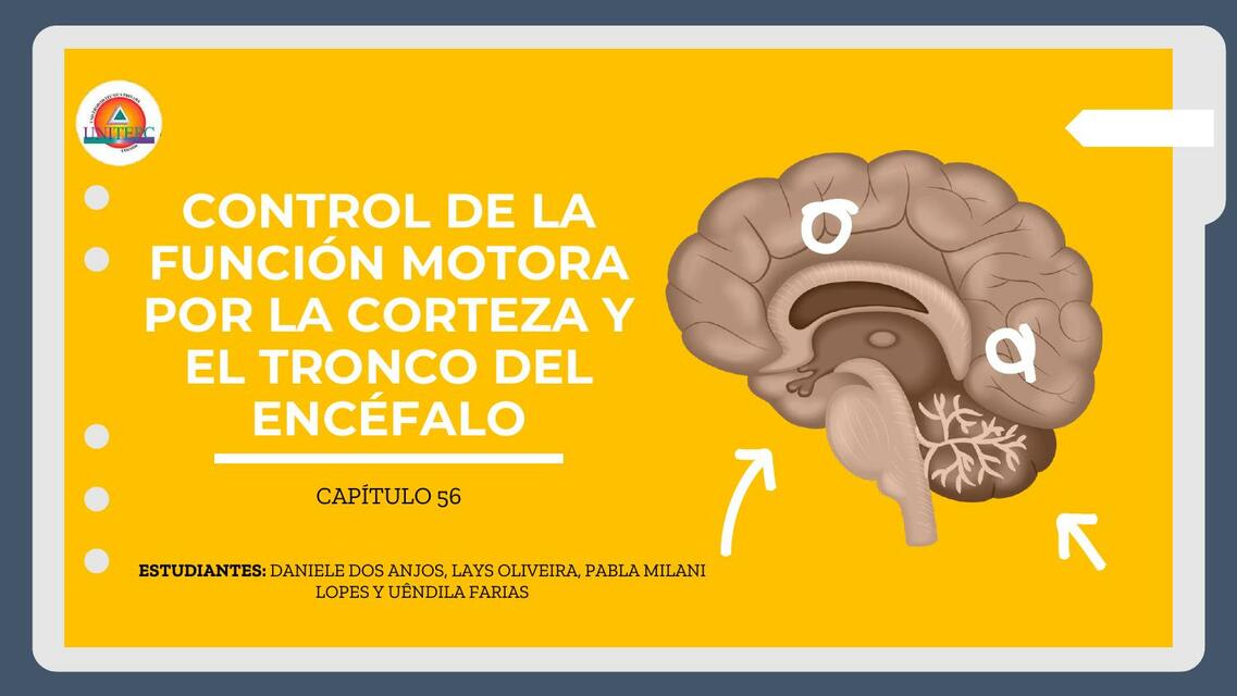 Control de la función motora por la corteza y el tronco del encéfalo ...