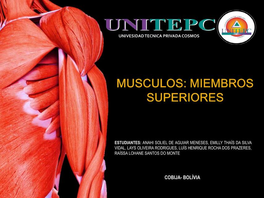 Músculos miembros superiores | Lays Oliveira | uDocz