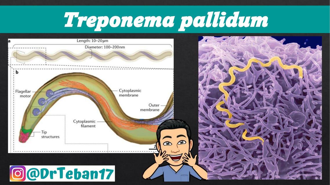 Treponema pallidum | DrTeban17 | uDocz