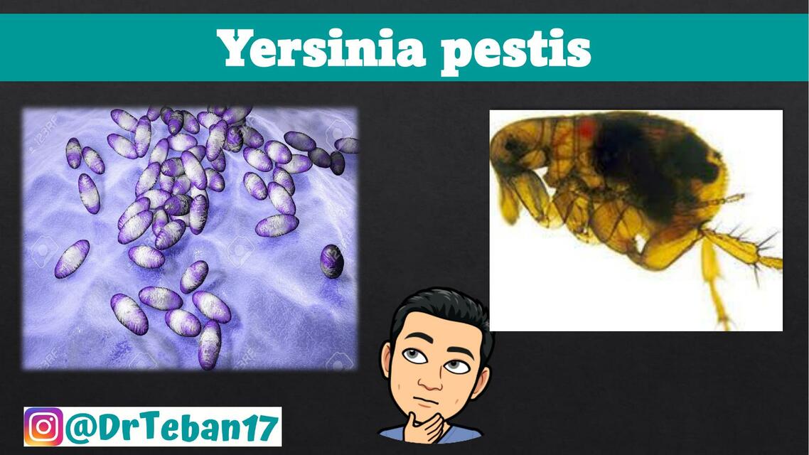 YERSINIA PESTIS microbiología | DrTeban17 | uDocz