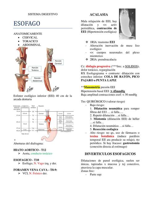Resúmenes de Esófago | Descarga apuntes de Esófago