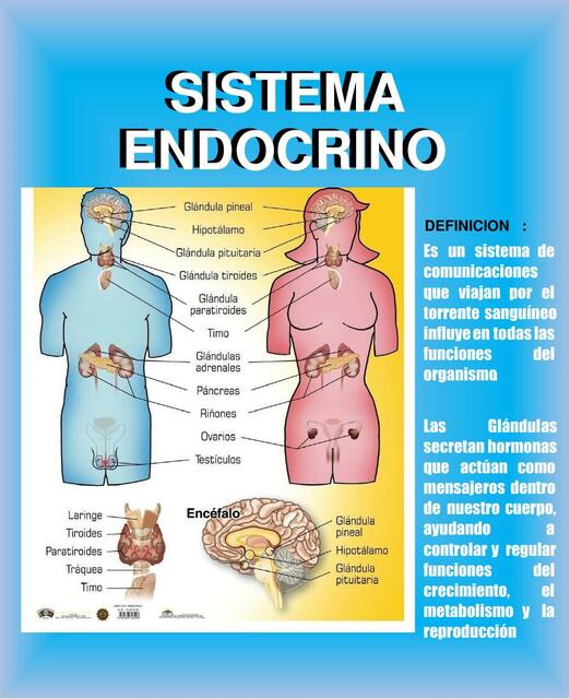 Sistema Endocrino | EROS | uDocz