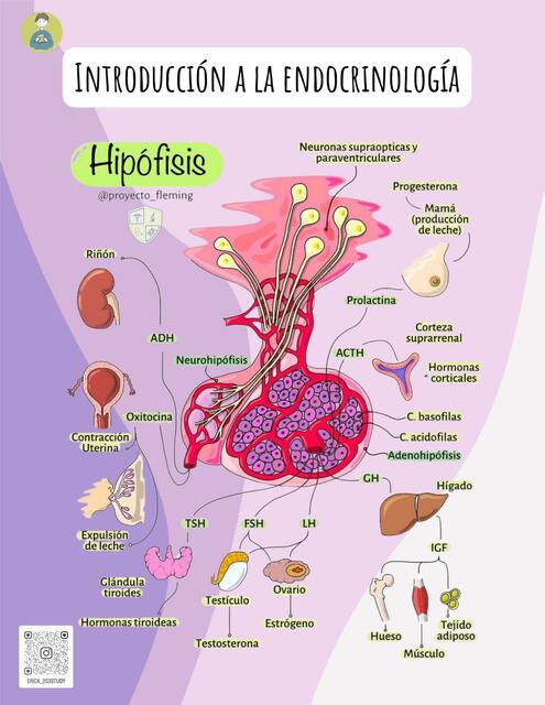 Introducción a la endocrinología | Erick Gómez | uDocz