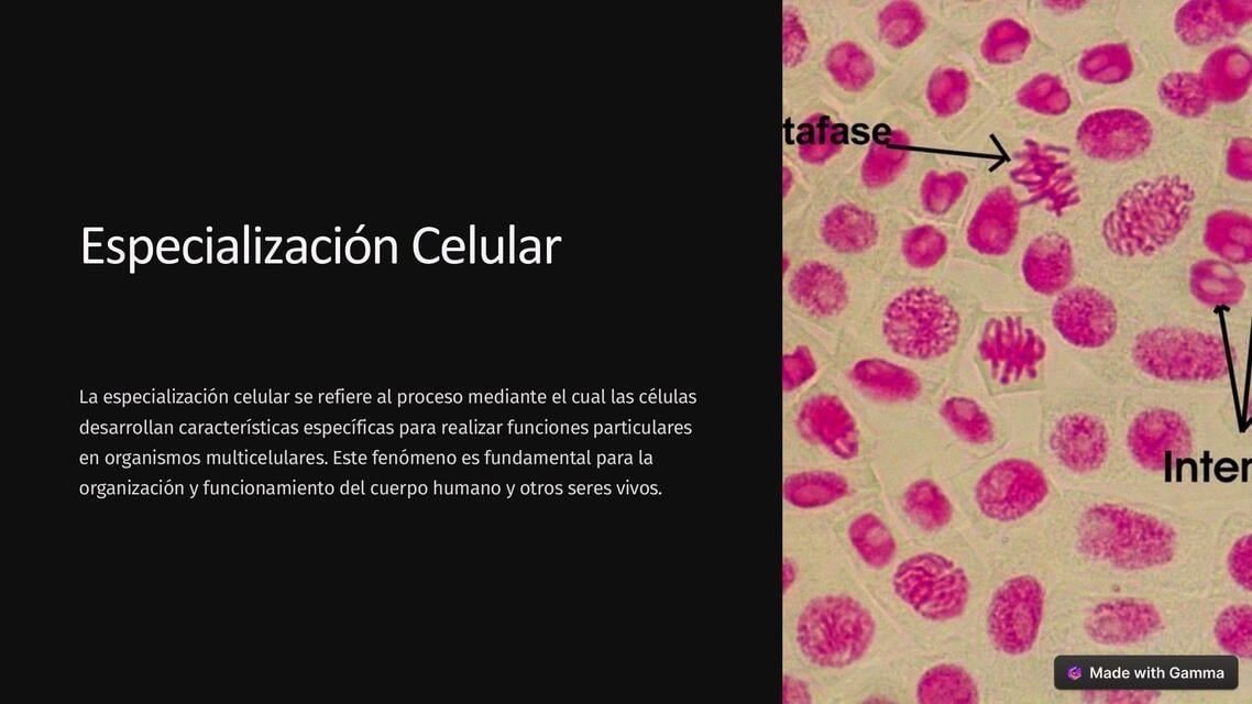 Especializacion Celular | Ruth Keyla Salas Turpo | uDocz