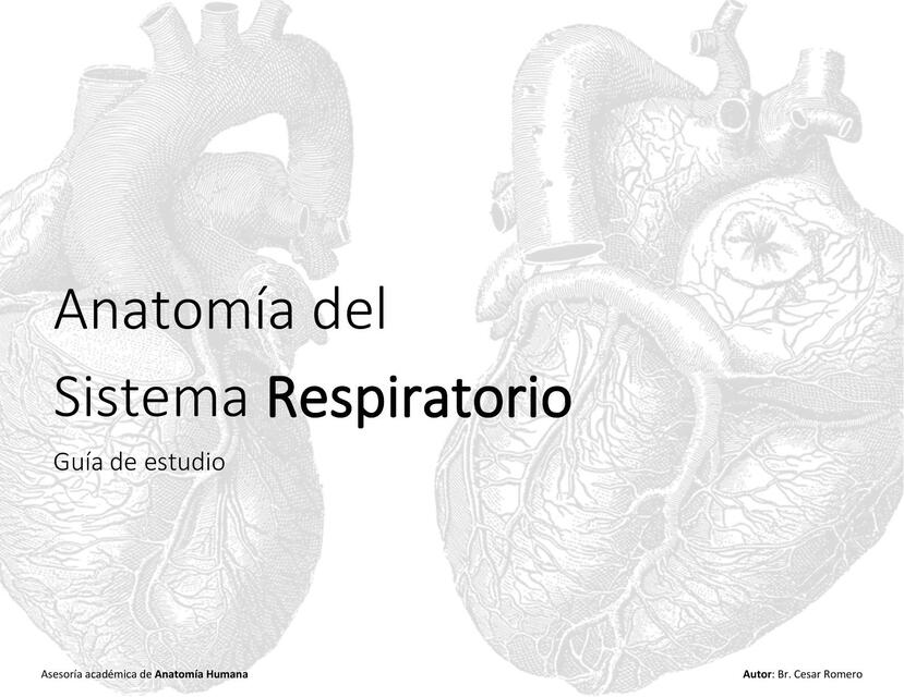Anatomia del Sistema Respiratorio | uDocz