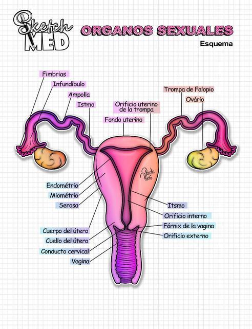 Sketch Med Atlas 1 Anatomy Rainbow 14 | Medical_lovers | uDocz
