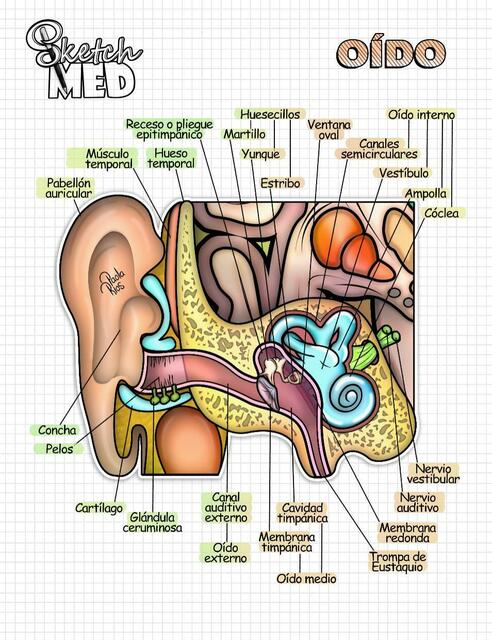 Sketch Med Atlas 1 Anatomy Rainbow 7 | Medical_lovers | uDocz