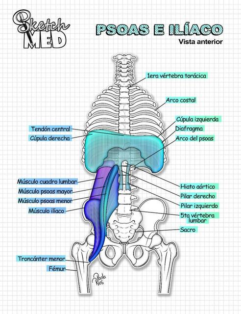 Sketch Med Atlas 1 Anatomy Rainbow 13 | Medical_lovers | uDocz