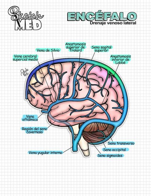 Sketch Med Atlas 1 Anatomy Rainbow 8 | Medical_lovers | uDocz