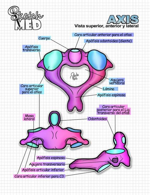 Sketch Med Atlas 1 Anatomy Rainbow 4 | Medical_lovers | uDocz