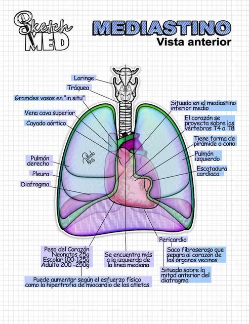 Sketch Med Atlas 1 Anatomy Rainbow 10 | Medical_lovers | uDocz