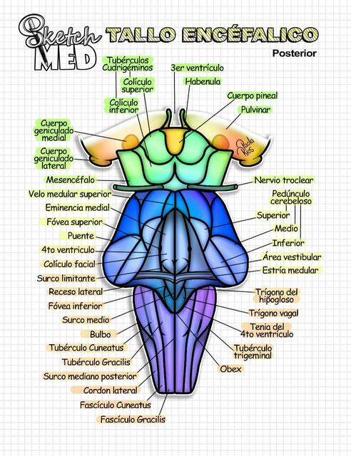 Sketch Med Atlas 1 Anatomy Rainbow 5 | Medical_lovers | uDocz