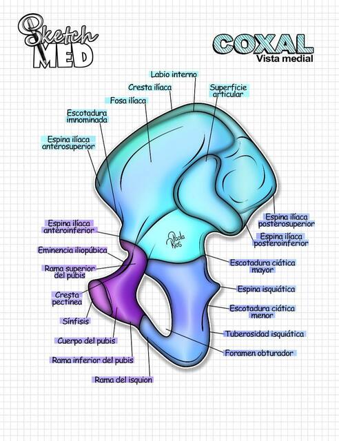 Sketch Med Atlas 1 Anatomy Rainbow 12 | Medical_lovers | uDocz