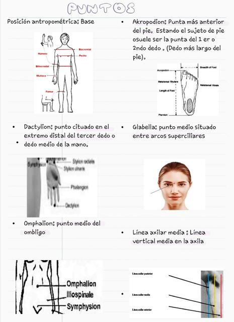 Puntos antropométrico | Karina Cuéllar | uDocz