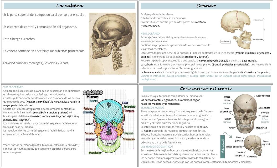 Anatomia cabeza | MACS | uDocz