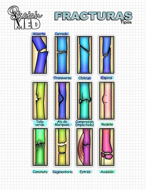 Sketch Med Atlas 1 Anatomy Rainbow 21 | Medical_lovers | uDocz