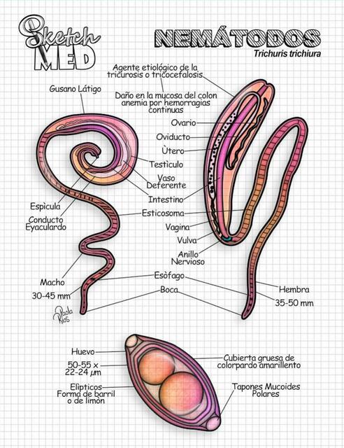Sketch Med Atlas 1 Anatomy Rainbow 19 | Medical_lovers | uDocz