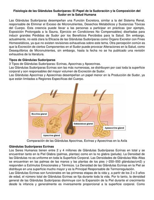 Histologia Das Glandulas Sudoriparas Apocrinas