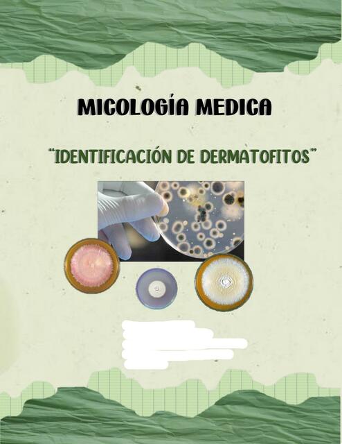 Identificación de dermatofitos Micología | Mendoza Flores Mayerly | uDocz