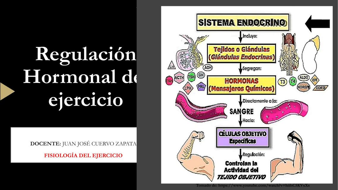 Regulación Hormonal del Ejercicio | alejandra | uDocz